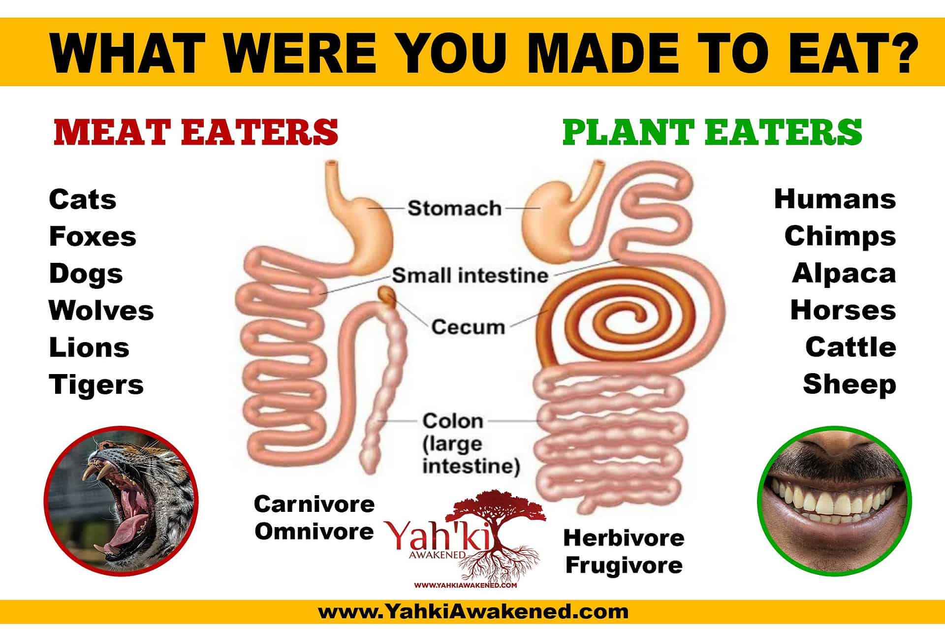 Eat to Live - Yah'ki Awakened