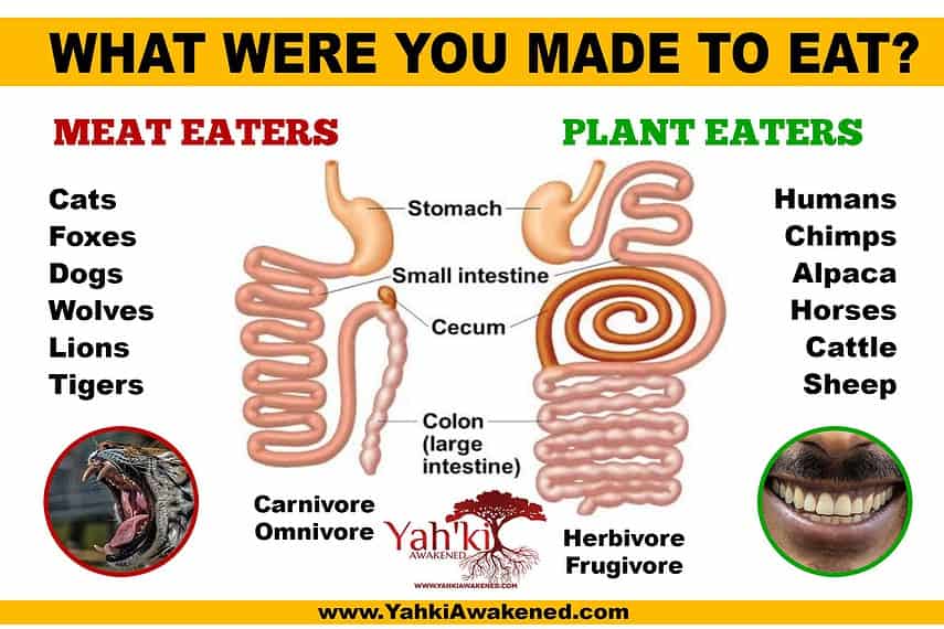 Eat to Live - Yah'ki Awakened